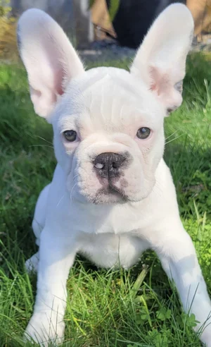 Pied French Bulldogs - What you need to know