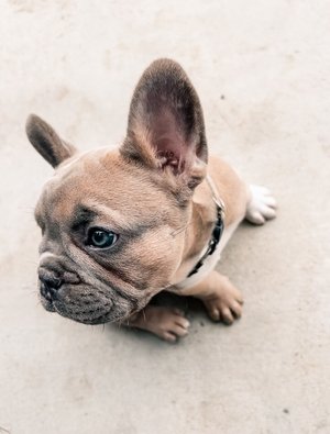 You Winnie Some Frenchies - French Bulldog Breeder