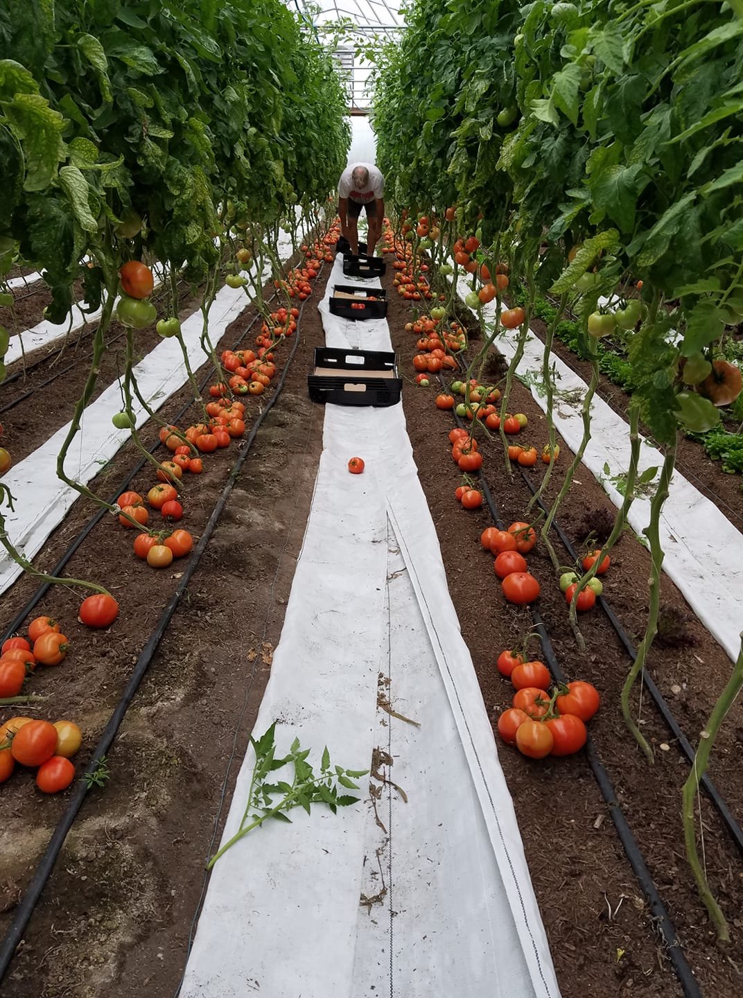 About — Donna's Farm