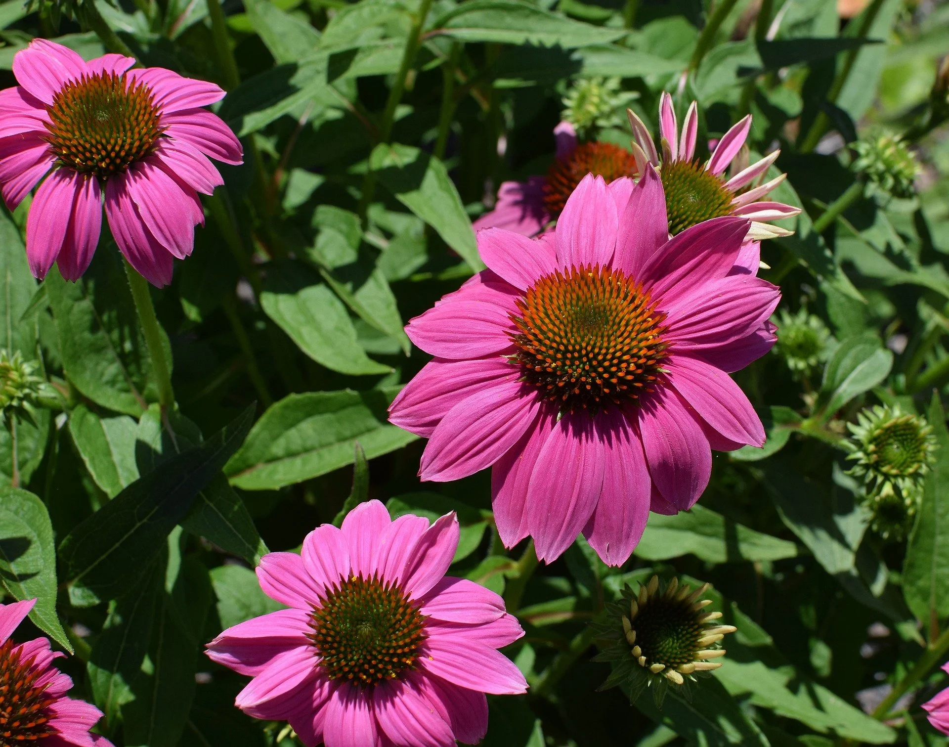 Services GP Integrative Medicine Sophia Integrative Medicine