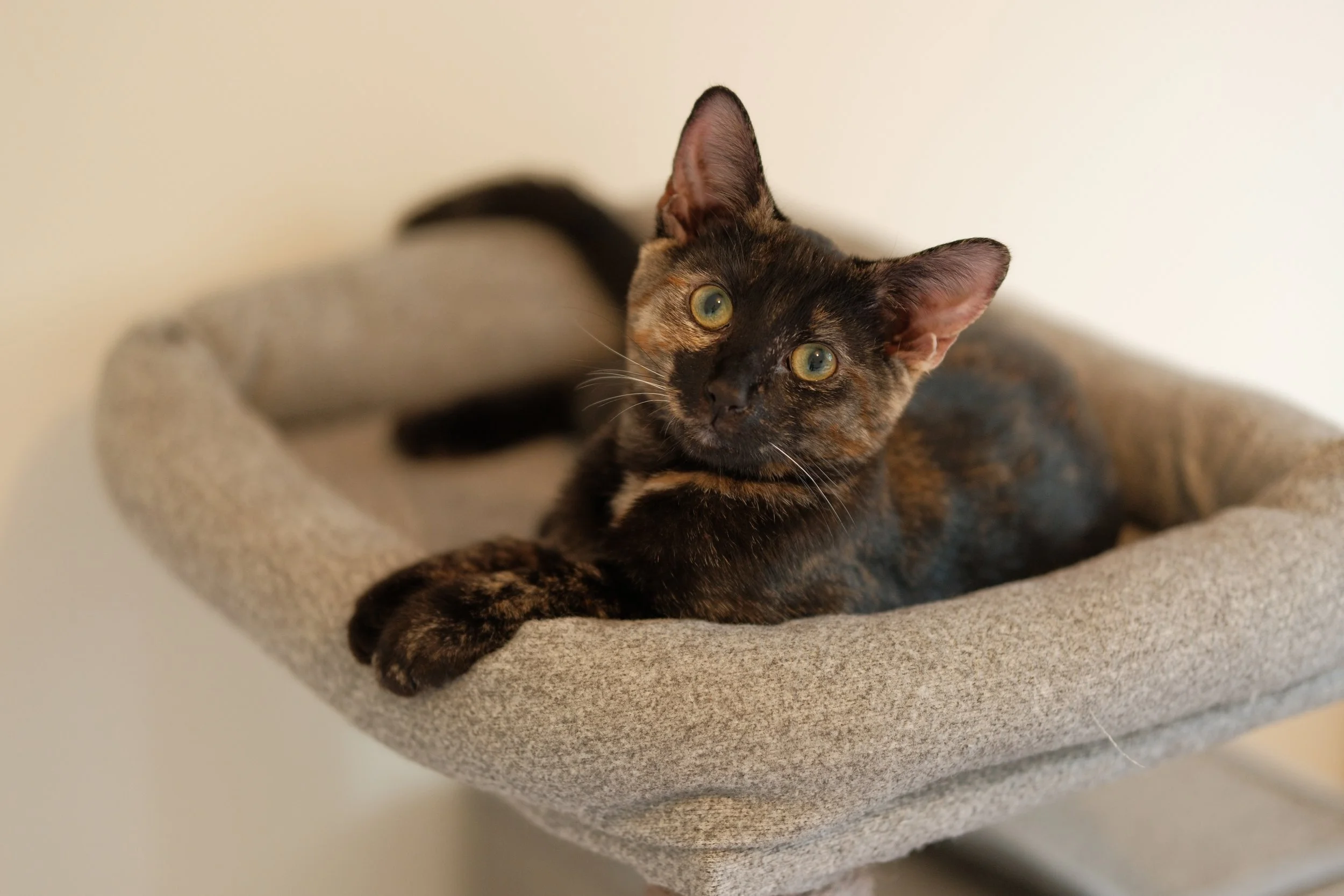 Our Cats — Jenny's Cat House