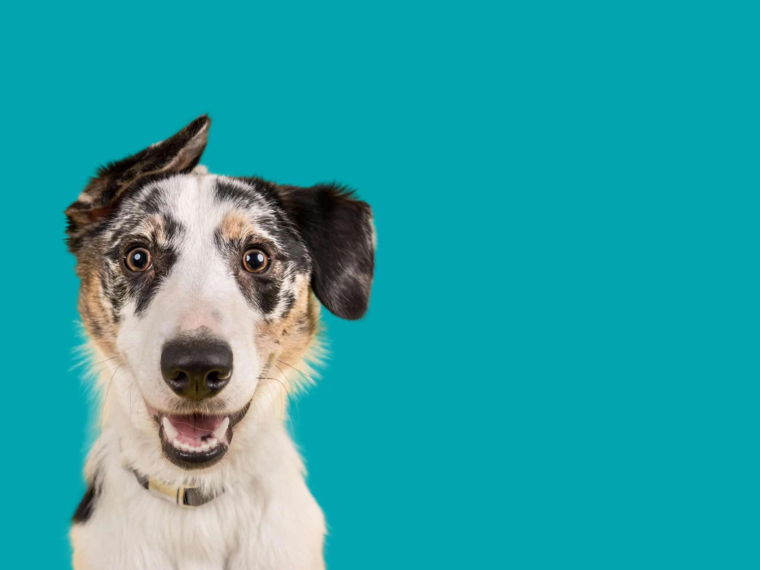 Pet BnD Albuquerque - Dog Daycare, Dog Boarding, Dog Training, Dog Grooming