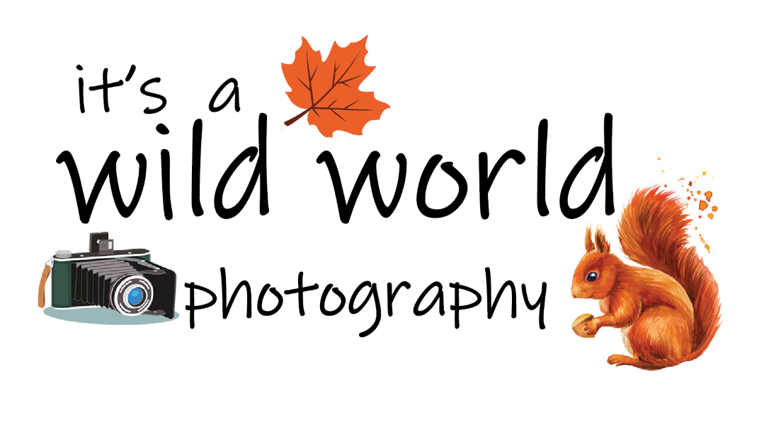 Gallery — It's A Wild World Gallery — It's A Wild World