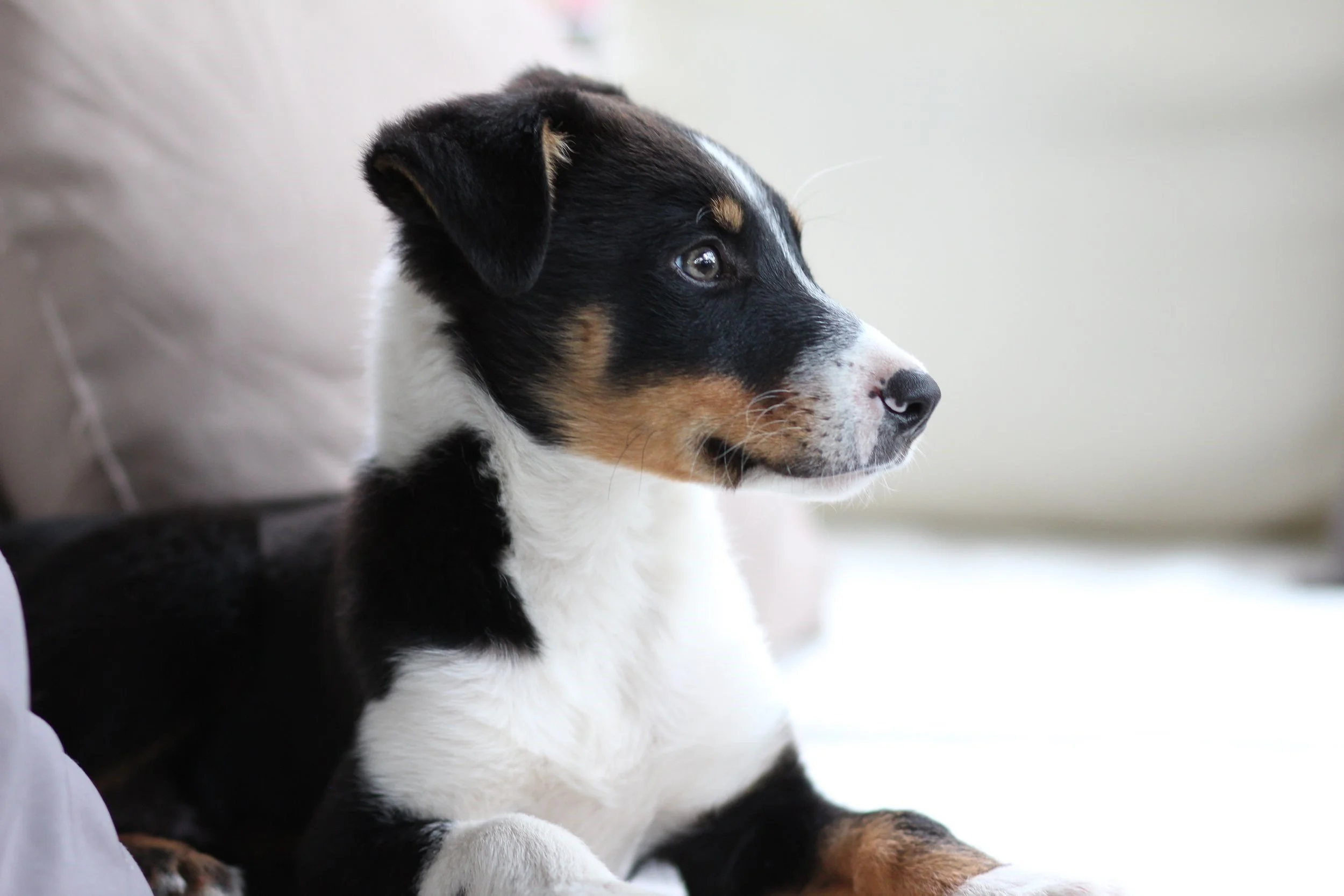 Training Programs — Alinefreedogs V2