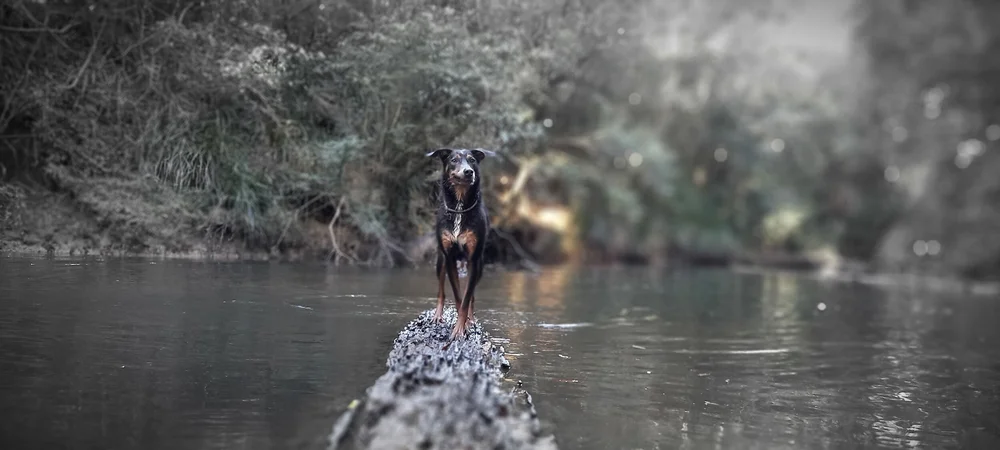 Training Programs — Alinefreedogs V2