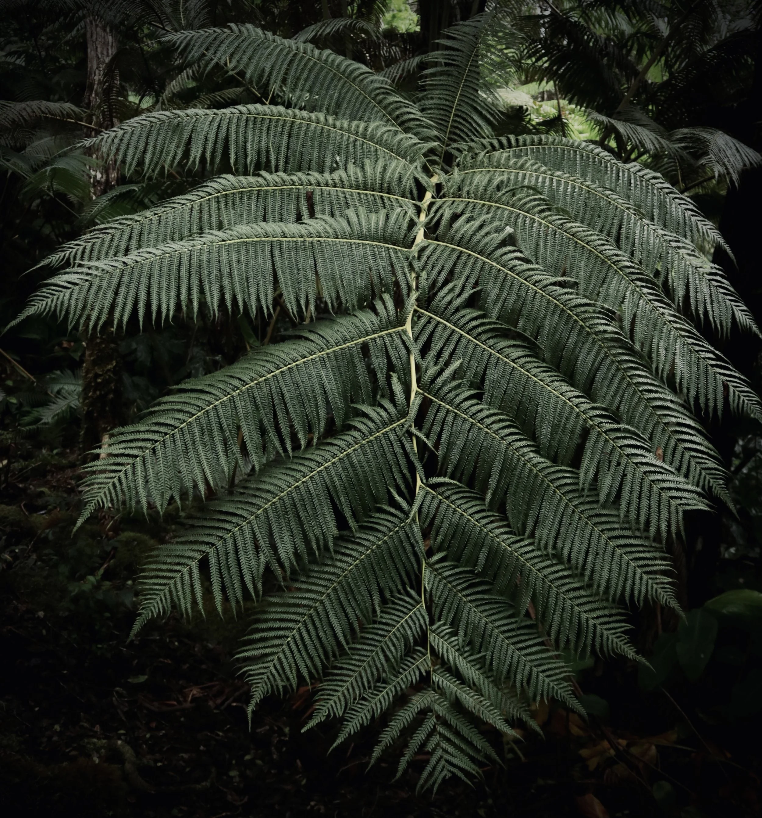Micronesia Challenge