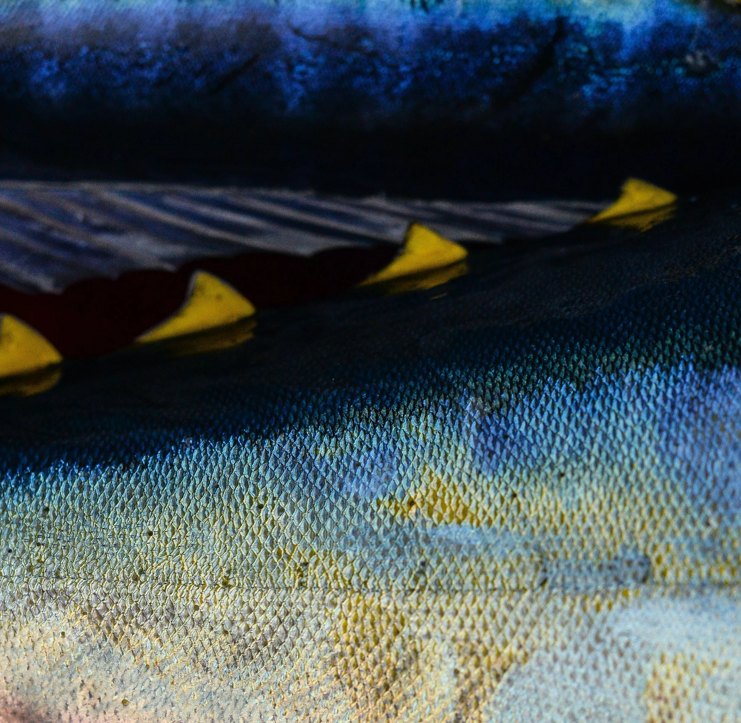 Sushi Saint - Handroll Sushi Bar in Orlando, FL.