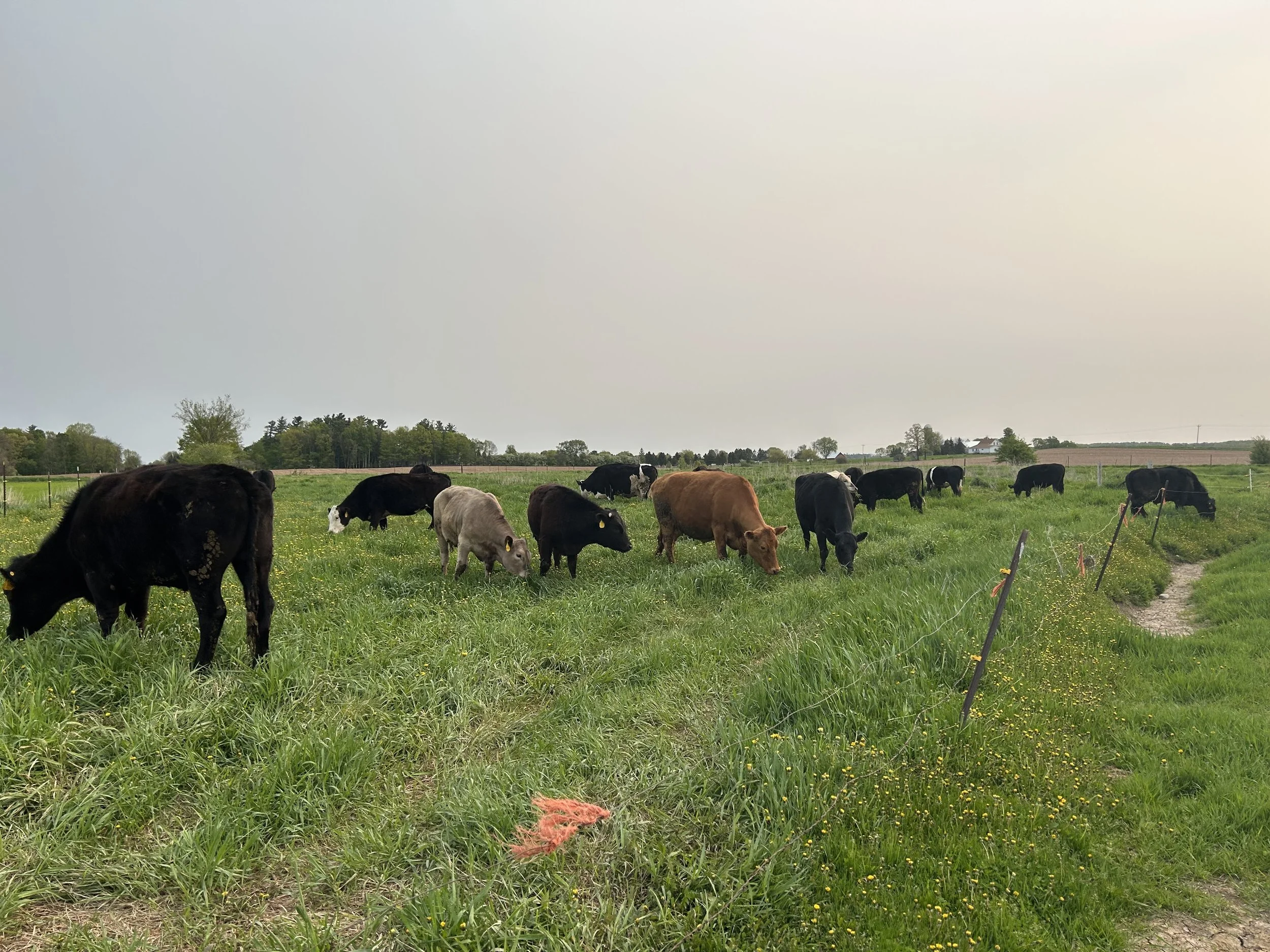 Rank Homestead Farm Products | Multi-Generational Family Farm | Beef ...