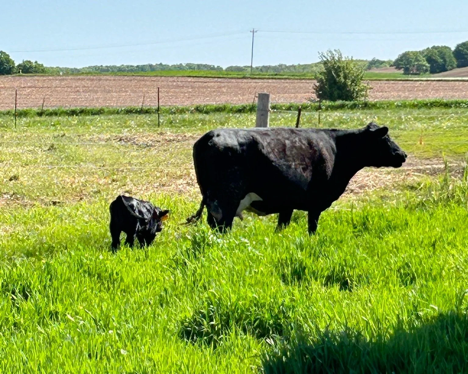 Rank Homestead Farm Products | Multi-Generational Family Farm | Beef ...