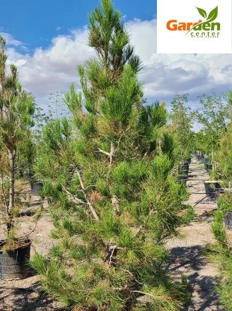 Privacy & Hedges — Garden Center