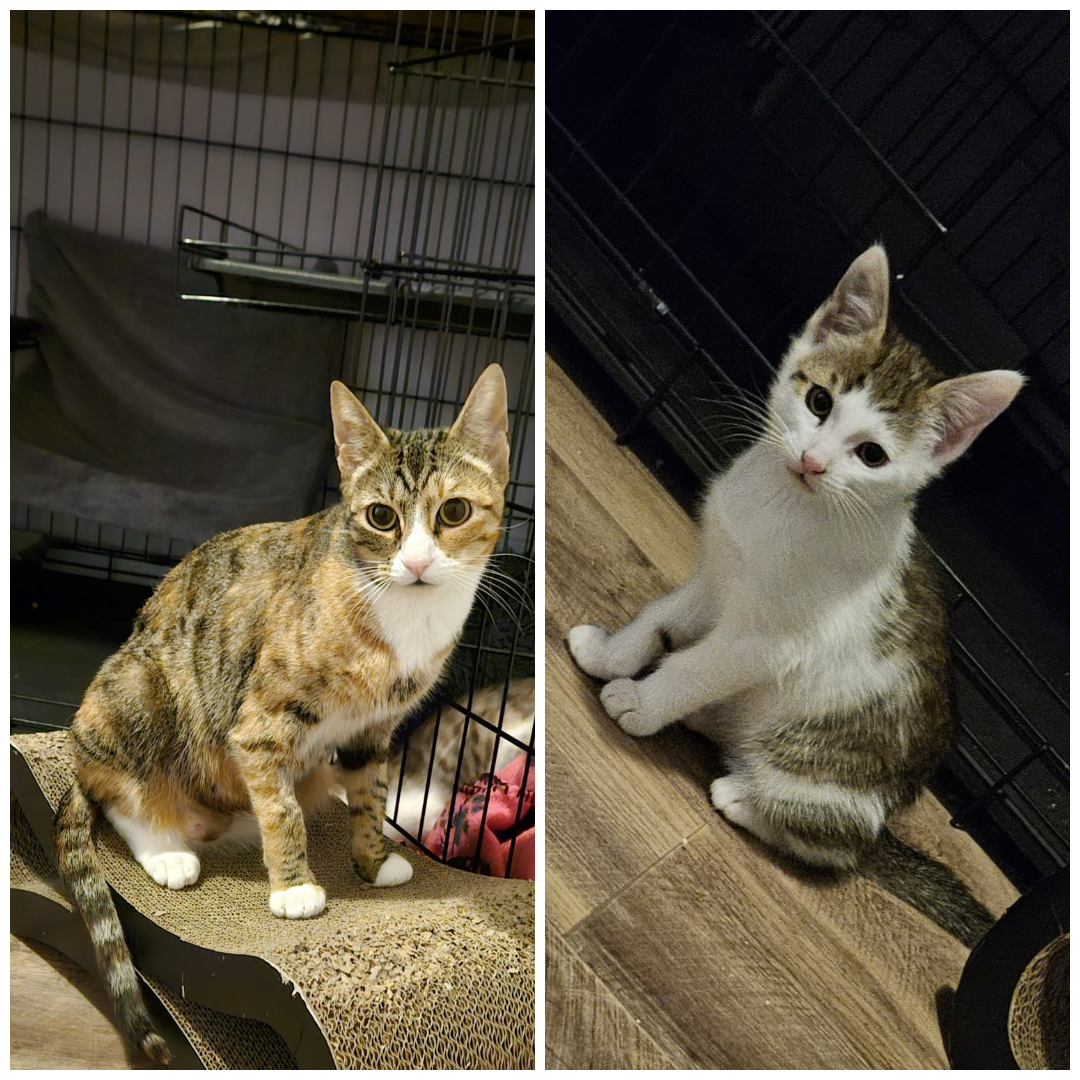 Adopt a cat. We are here to help homeless and abandoned cats and ...
