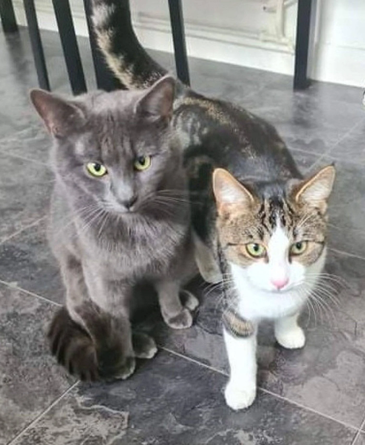 Adopt a cat. We are here to help homeless and abandoned cats and ...