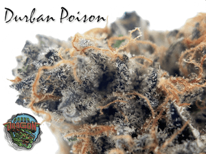 Best Buds: Durban Poison Strain — Green Dragon Cannabis California