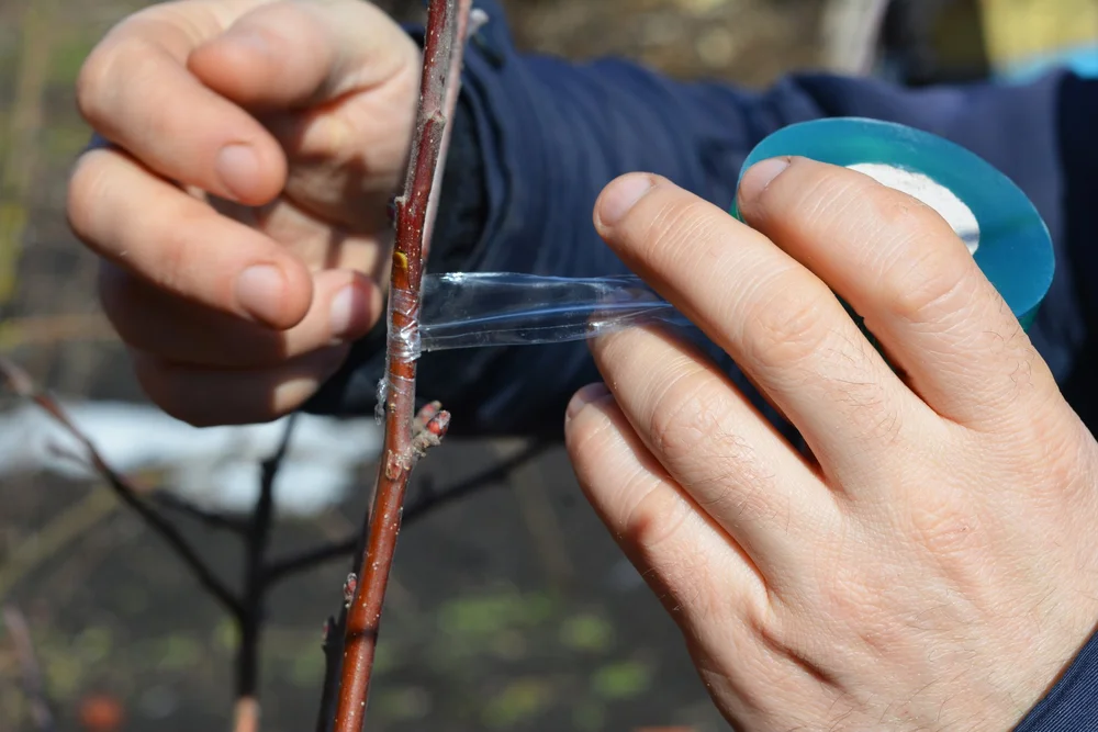 How to Graft Trees: A Step-by-Step Guide — Pearl Dragon Studio