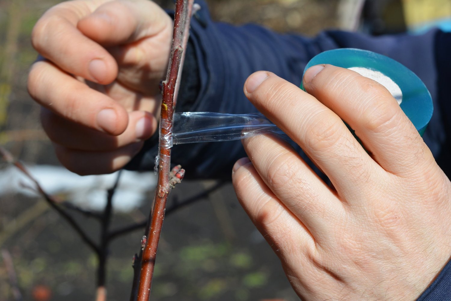 How to Graft Trees: A Step-by-Step Guide — Pearl Dragon Studio