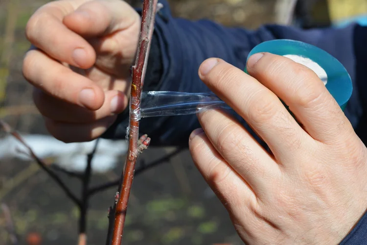How to Graft Trees: A Step-by-Step Guide — Pearl Dragon Studio