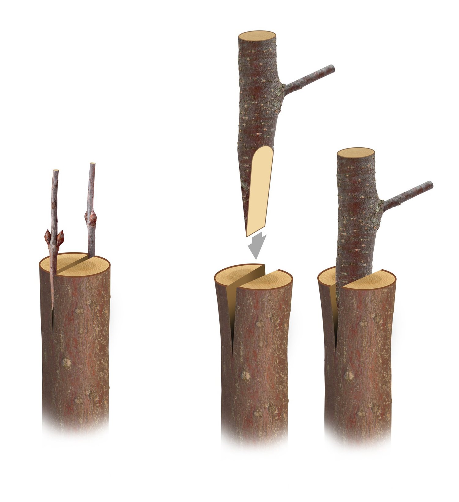 How to Graft Trees: A Step-by-Step Guide — Pearl Dragon Studio