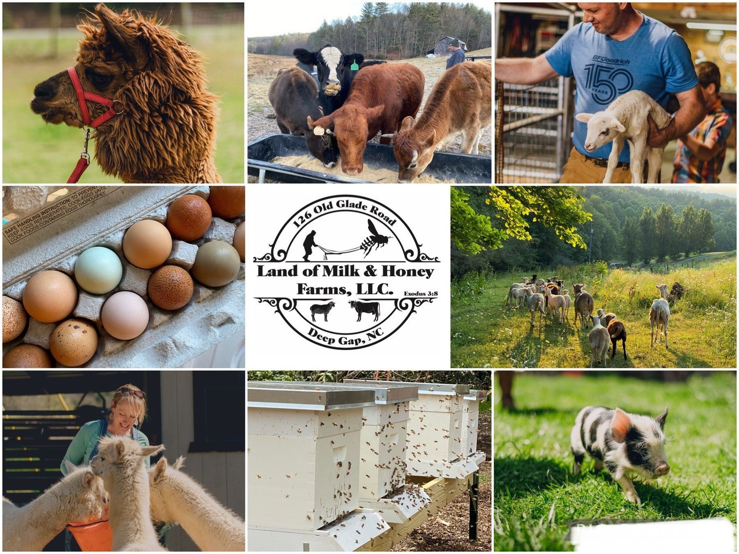 Farm Tours in North Carolina — Land of Milk & Honey Farms