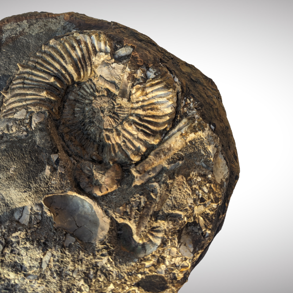 Double Schaphites and Ammolite Fossil | Dragon Valley Mine — Dragon ...