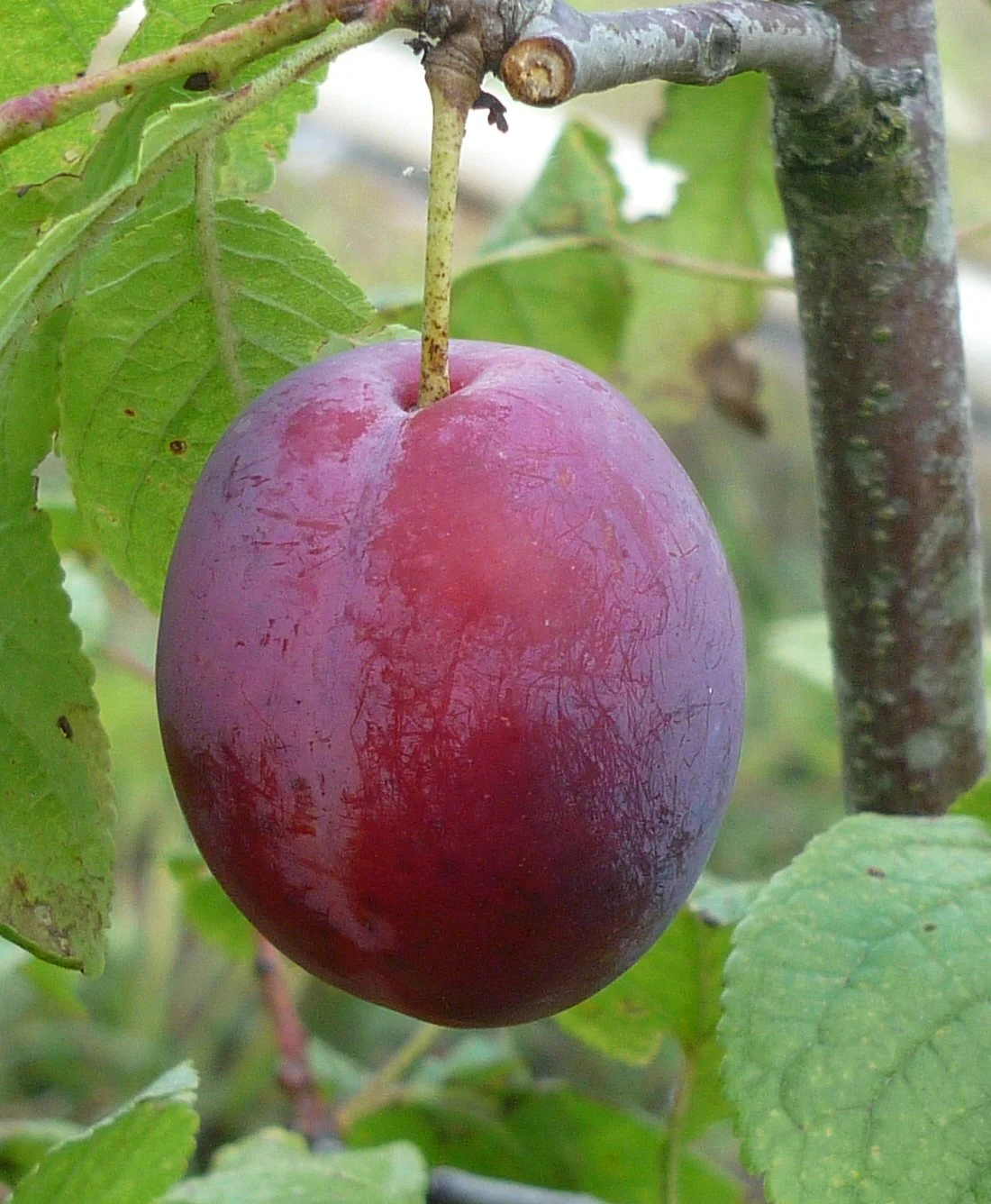 Sortimentslista — Gränna Plantskola AB