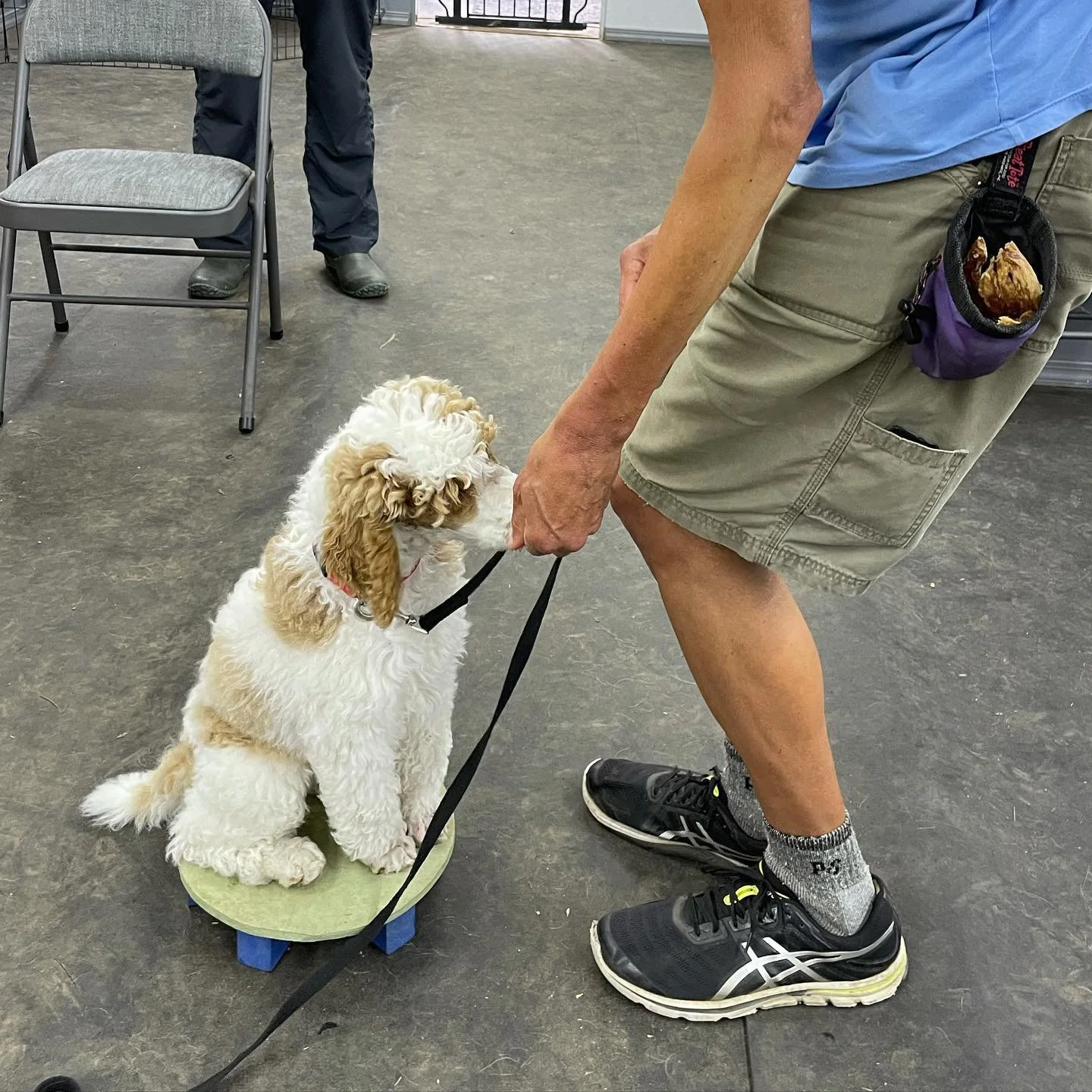 Services — Sidekick Dog Training