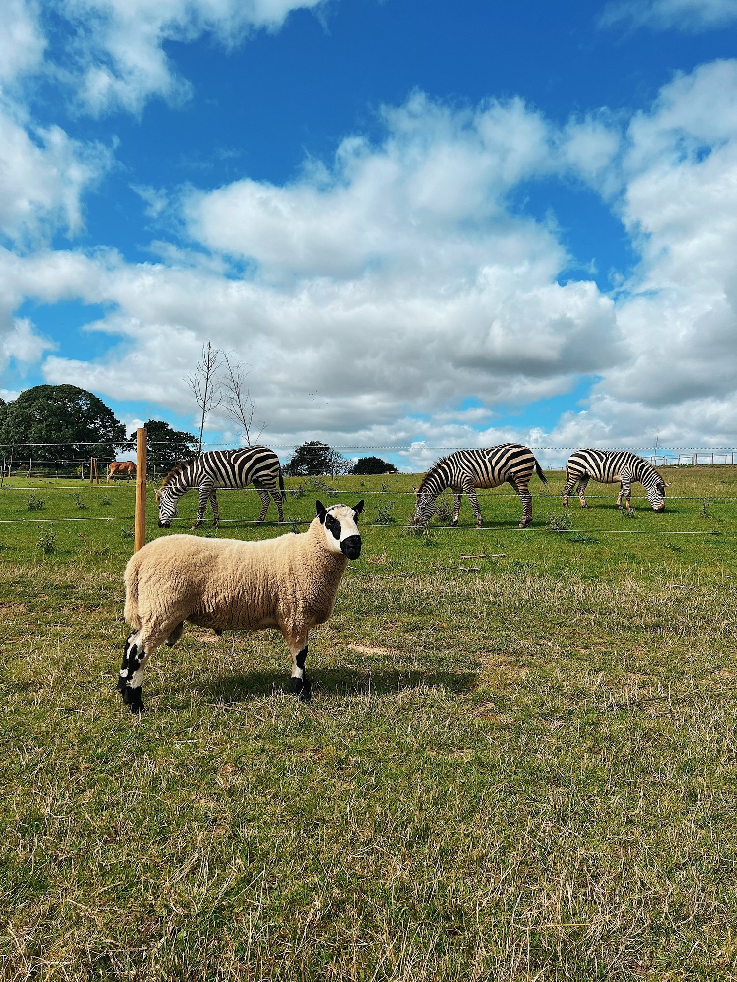 Top 5 Things To Do In Suffolk With Kids — Sweet Monday