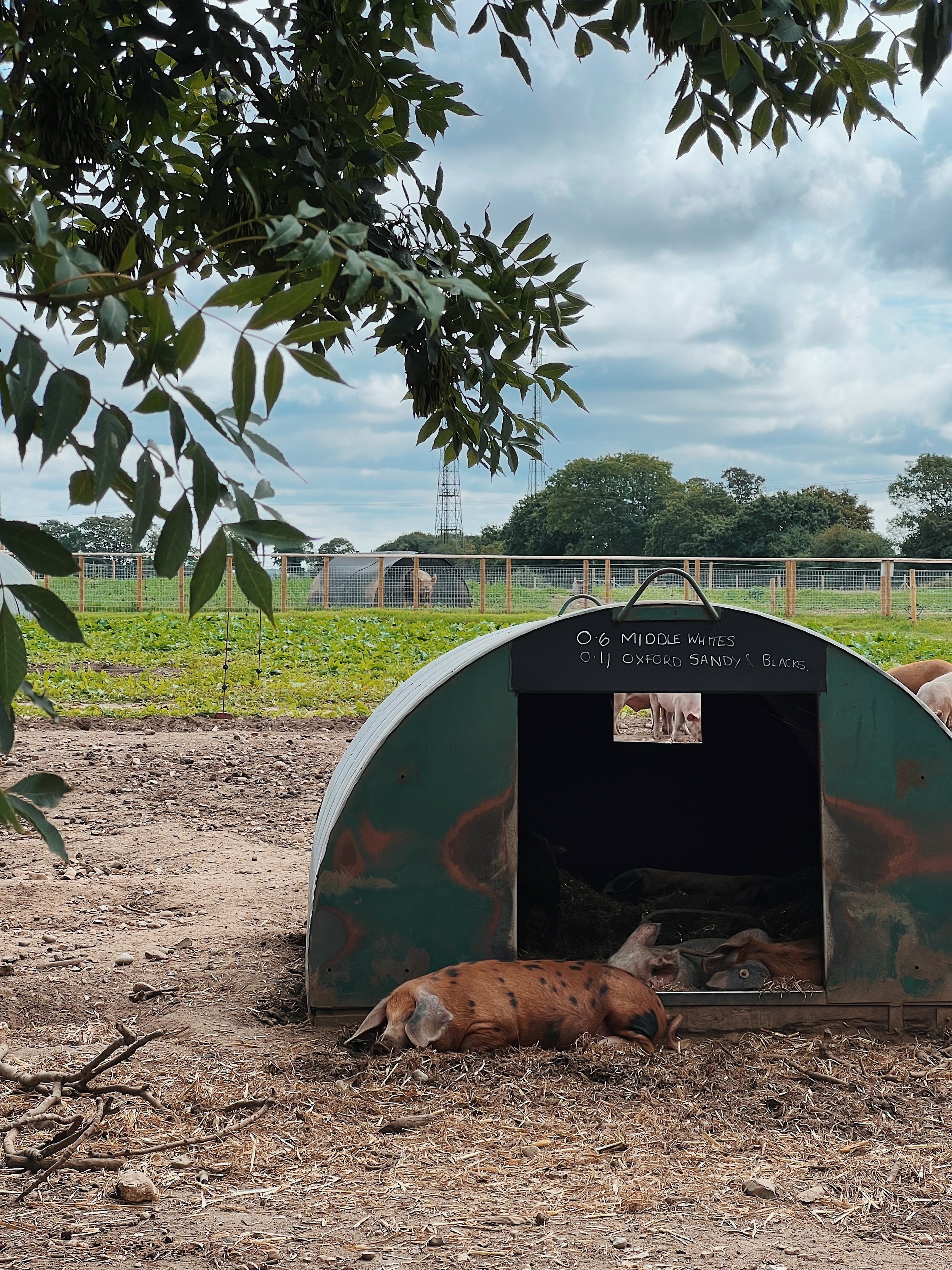 Top 5 Things To Do In Suffolk With Kids — Sweet Monday