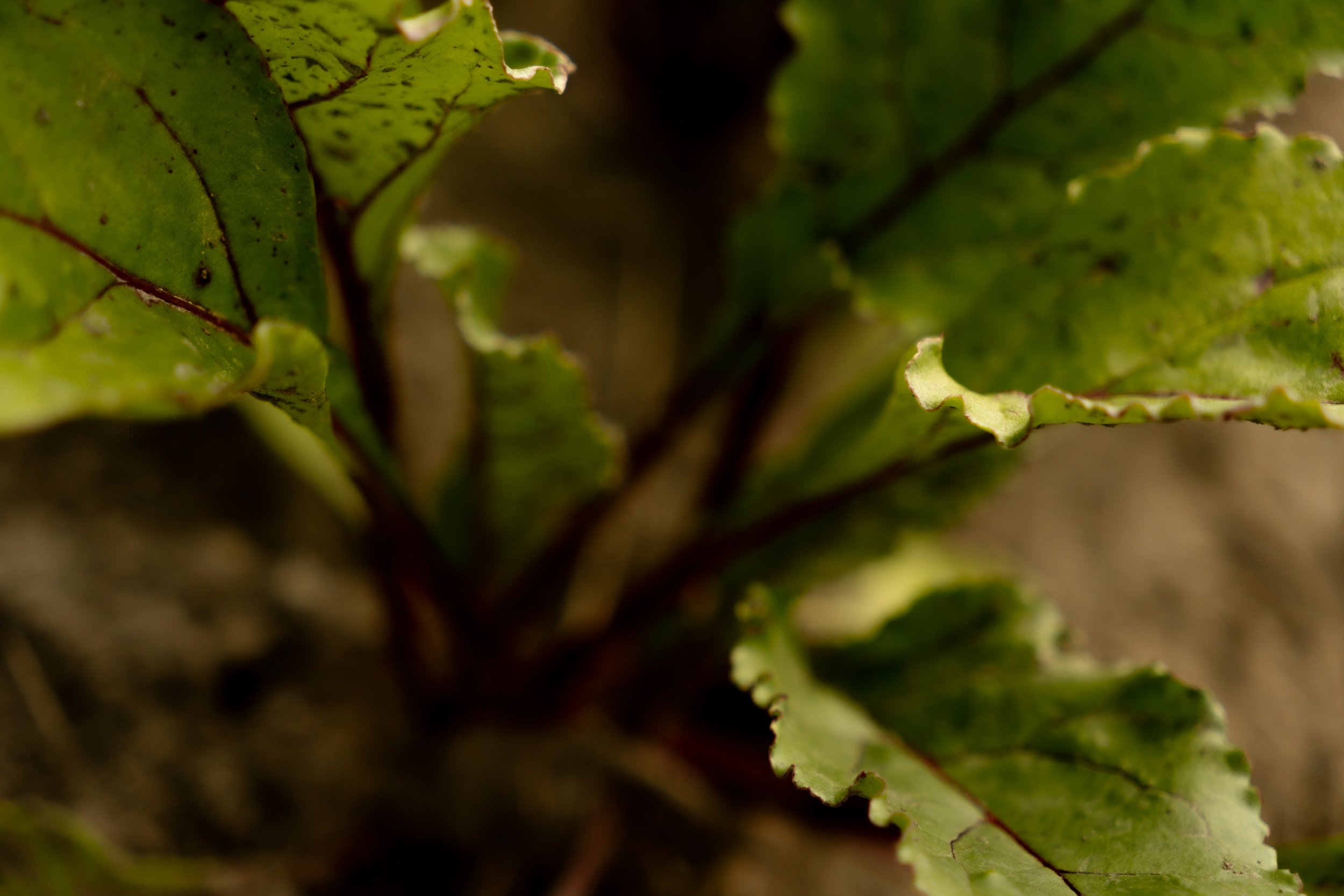 1818 Farm & Cidery | Farm-fresh, organically grown produce.