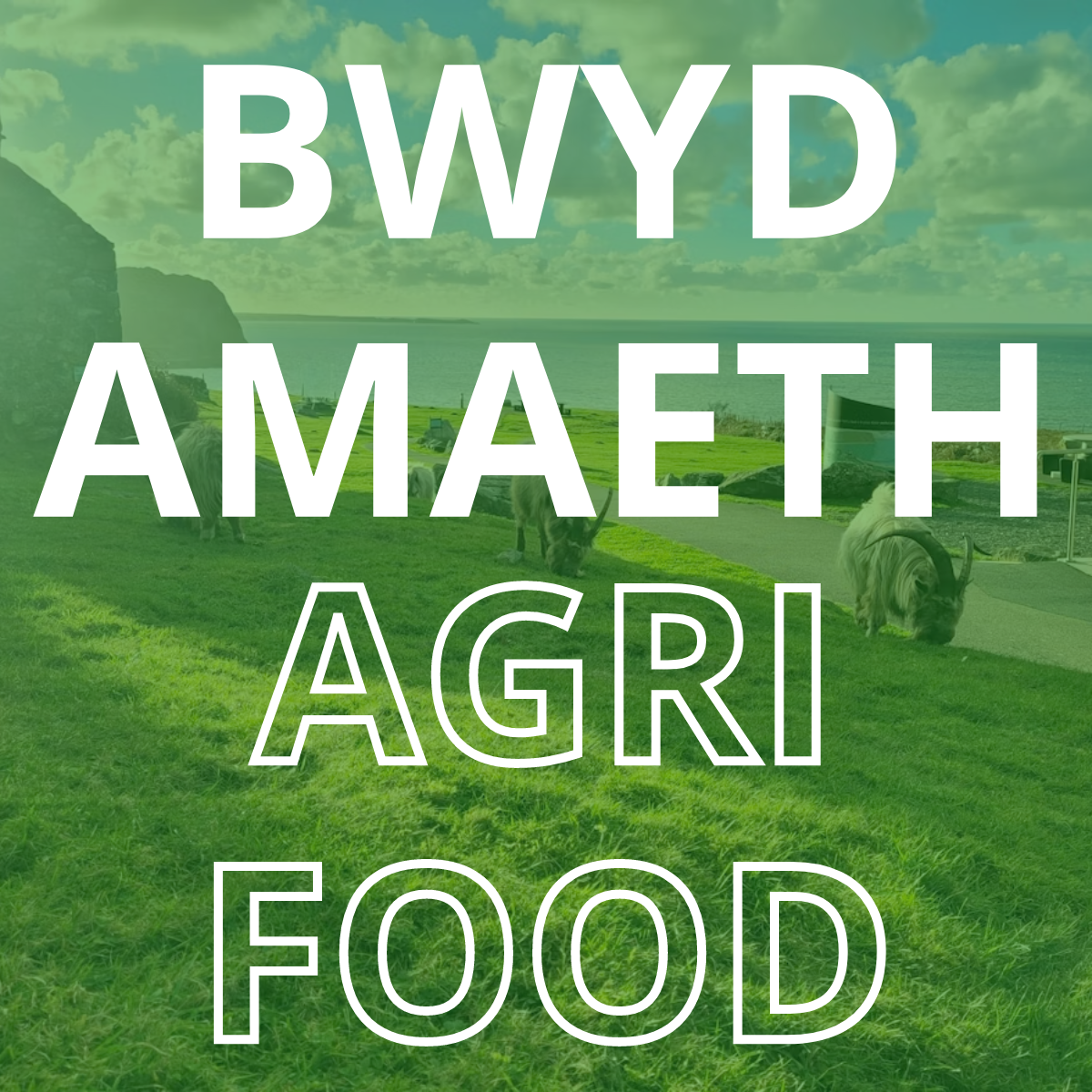 Welsh Business Consultants | Lafan