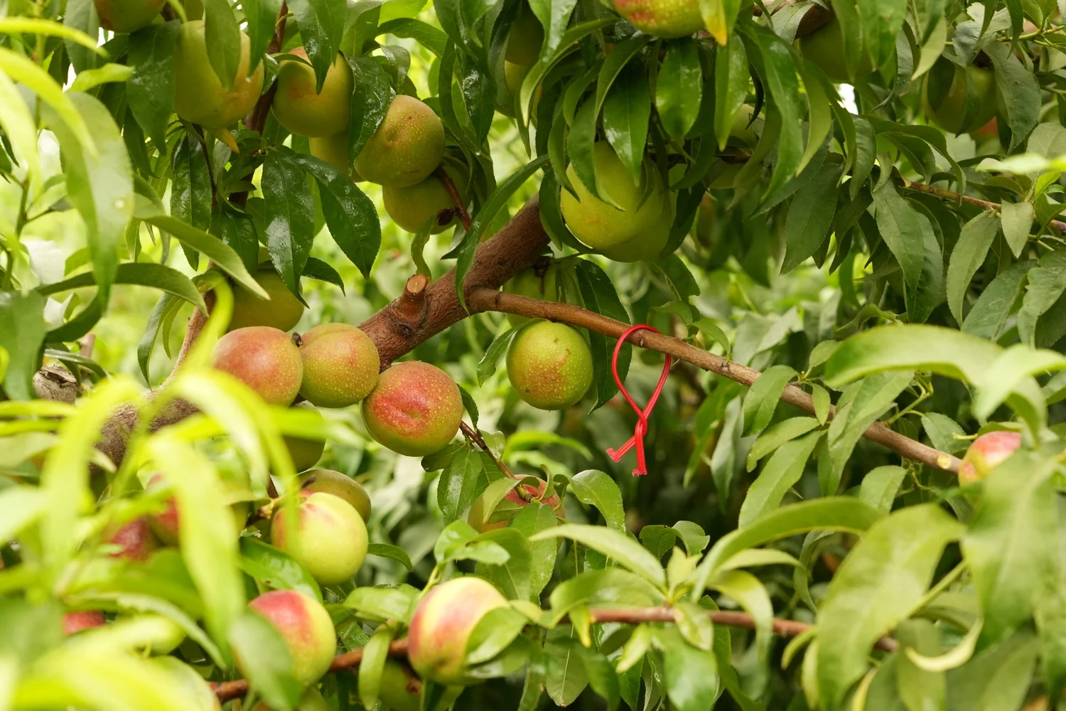 Insect Mating Disruption — Bioglobal