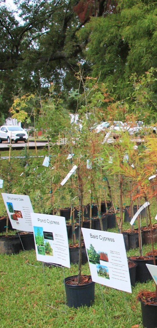 BIG TREESY GIVEAWAY — Nola Tree Project