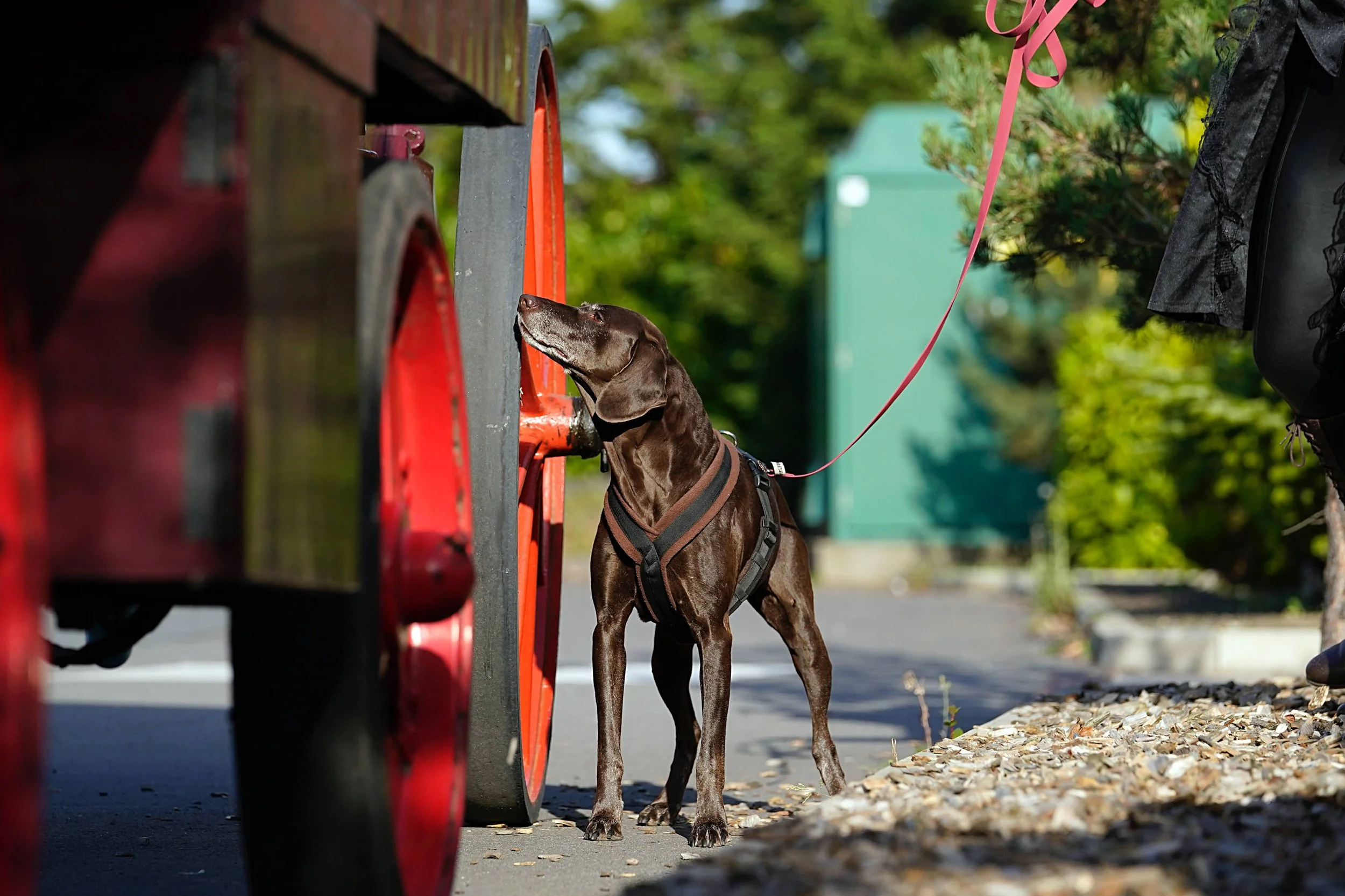 Location — Home Competition Scent Dog Trials