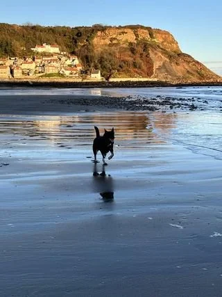 What to Consider When Planning a Dog-Friendly Staycation in Runswick ...