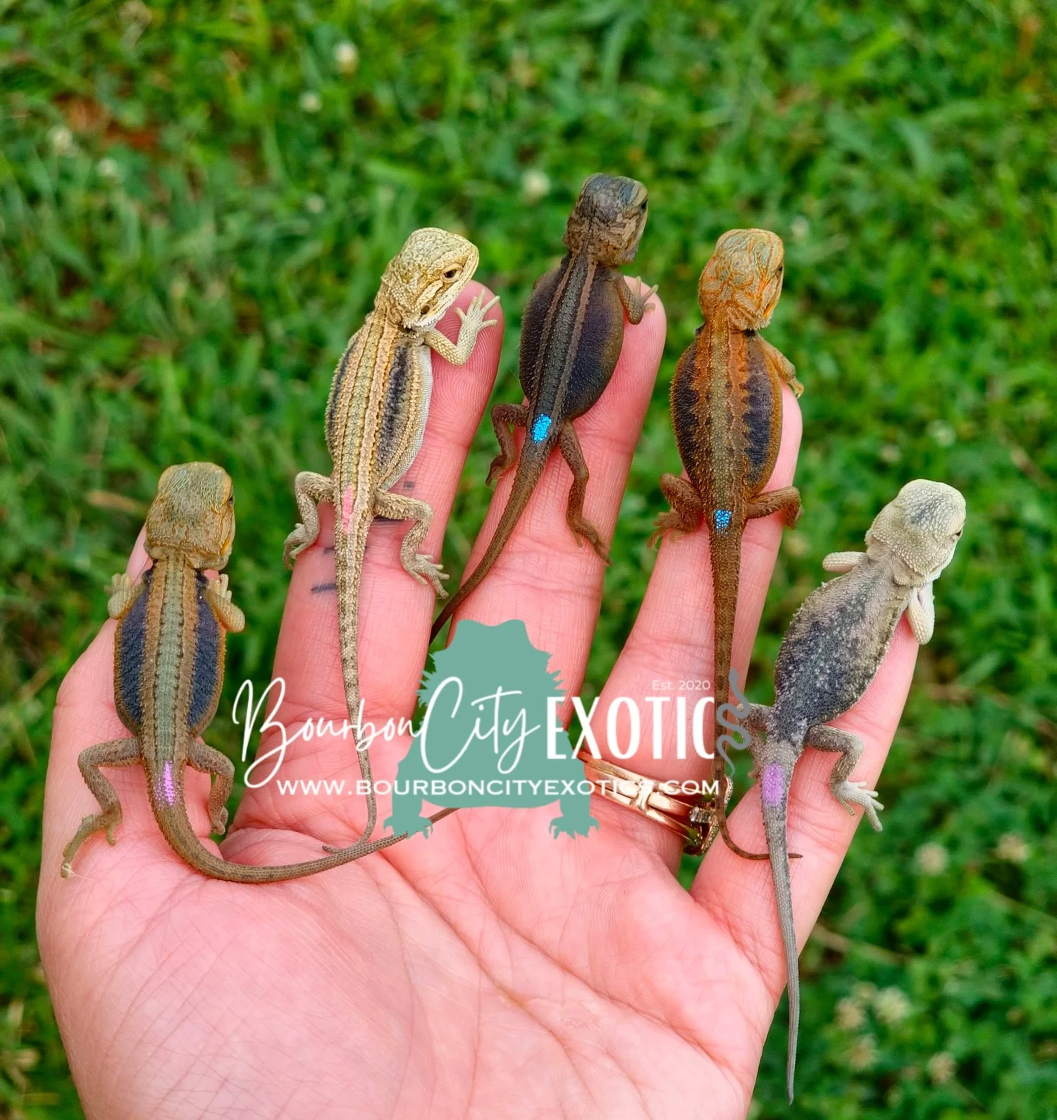 Bourbon City Exotics