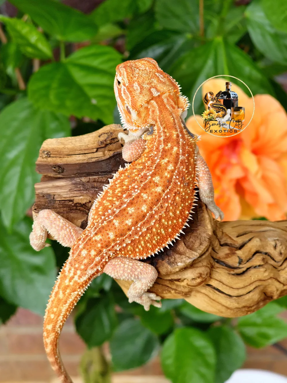 Bourbon City Exotics