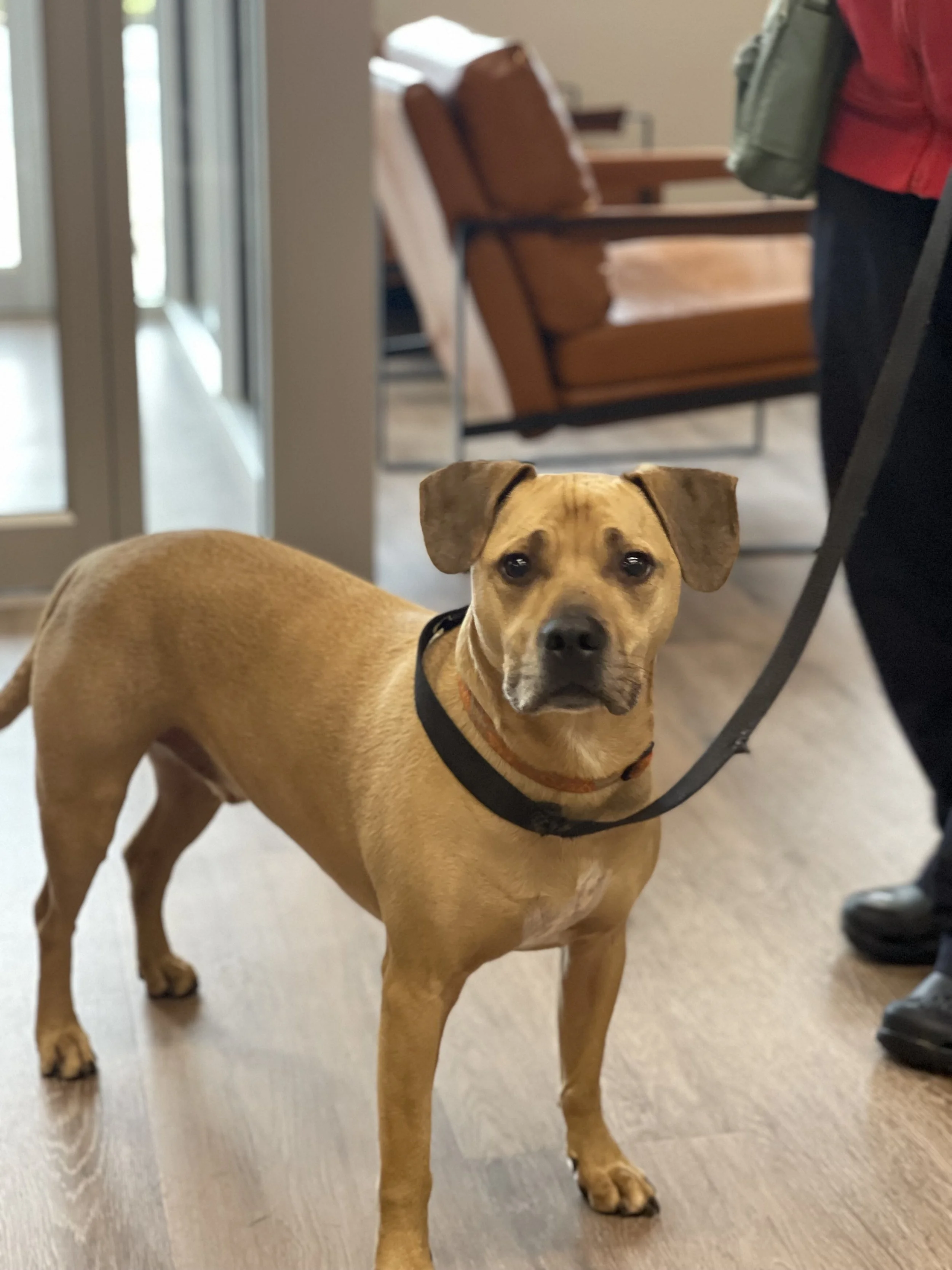 Summit Veterinary Care