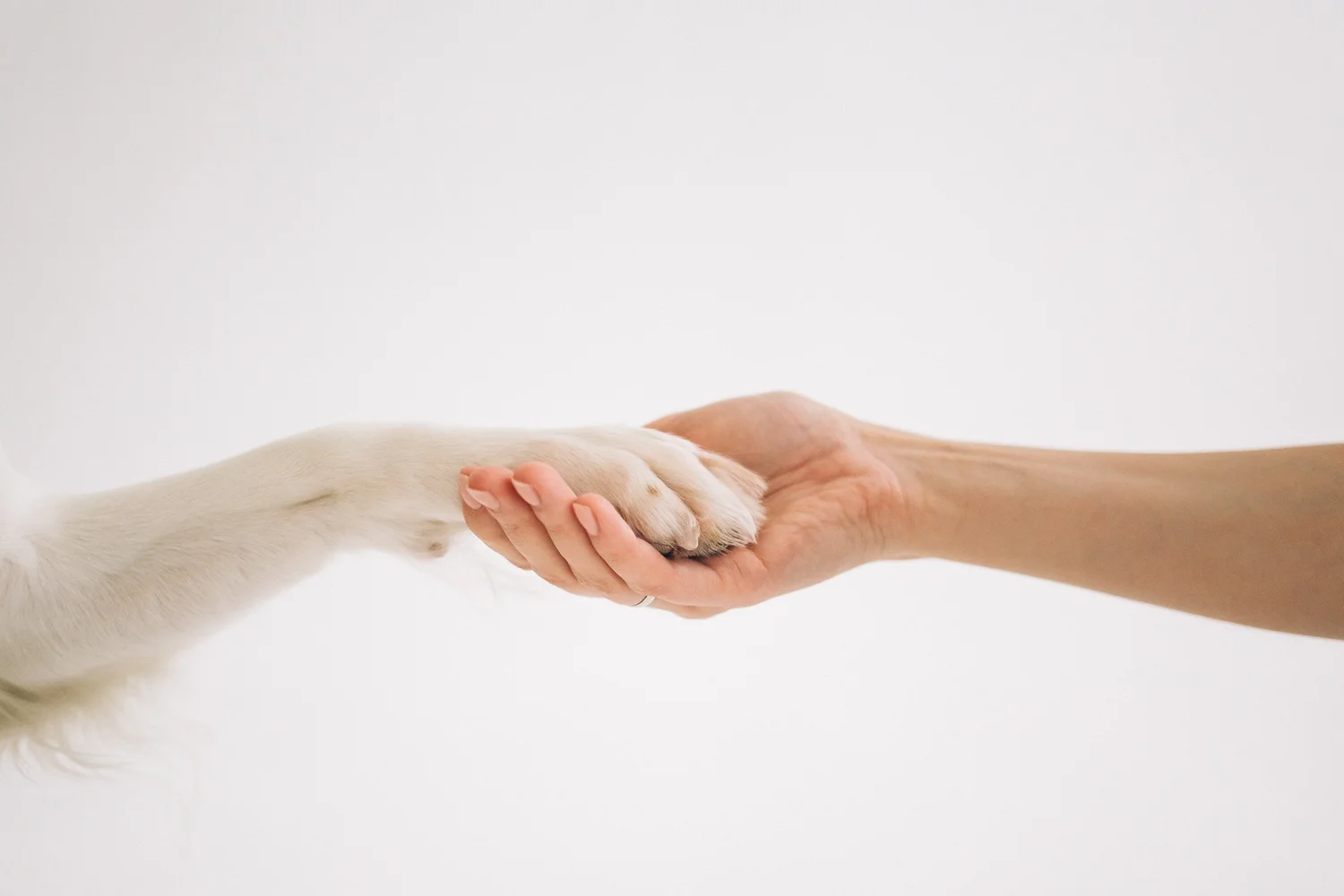 Summit Veterinary Care