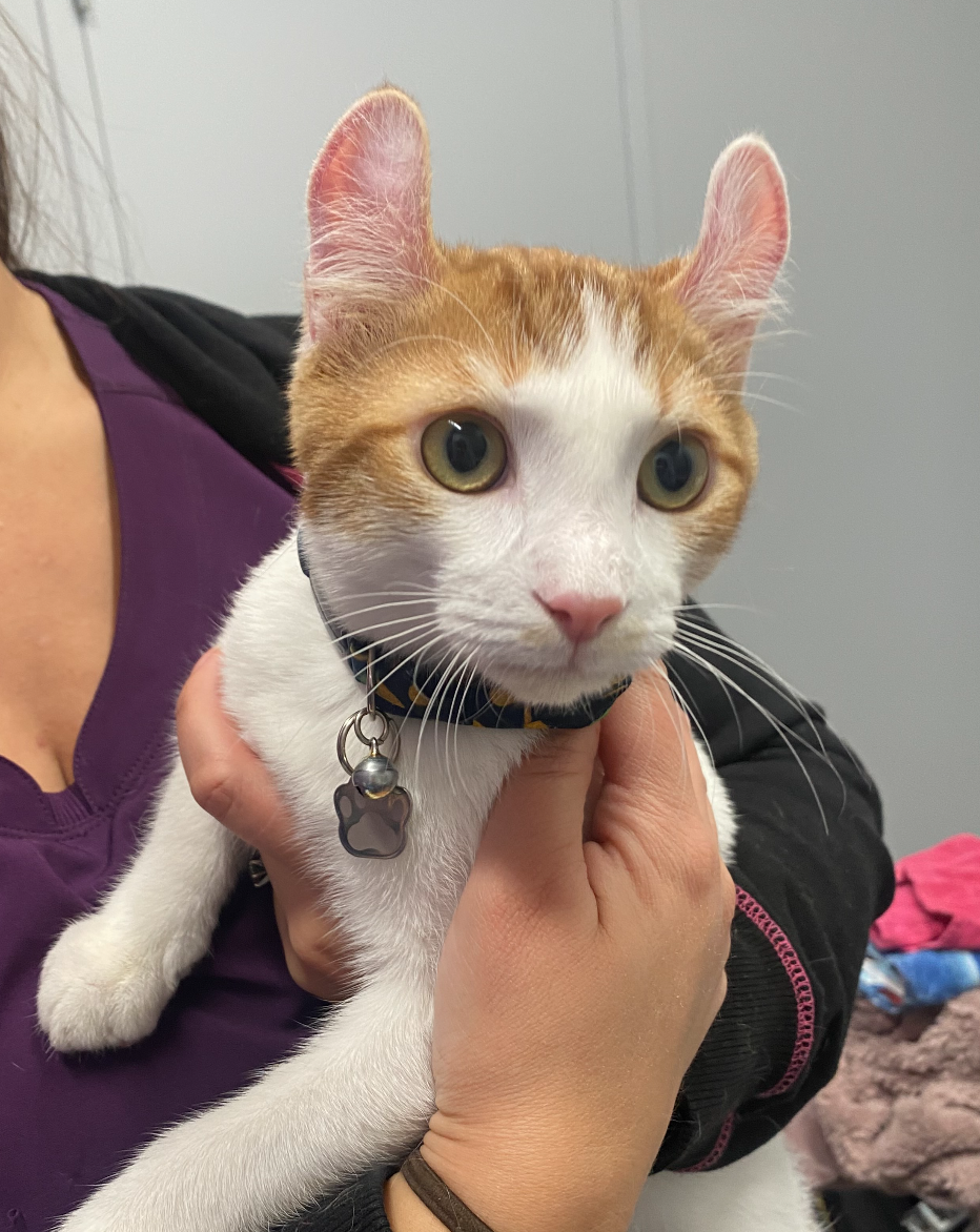 Summit Veterinary Care