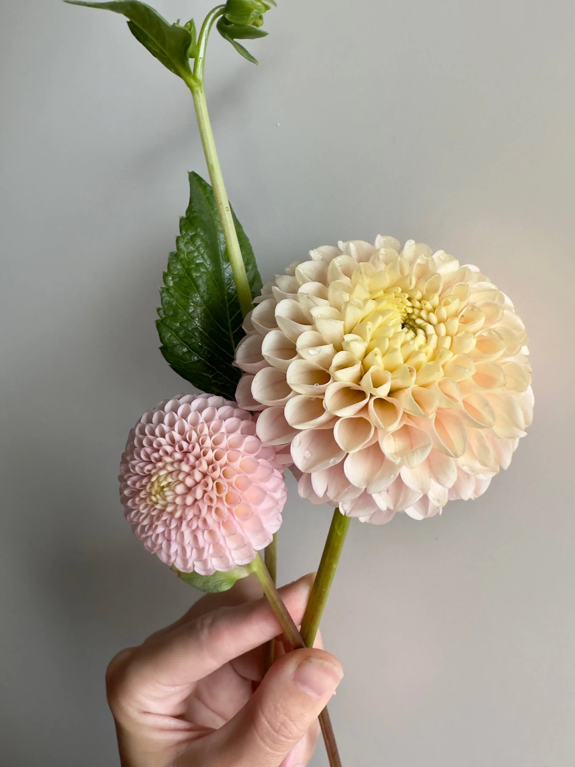 Unicorn dahlias in Canada — Summer’s Dream Garden