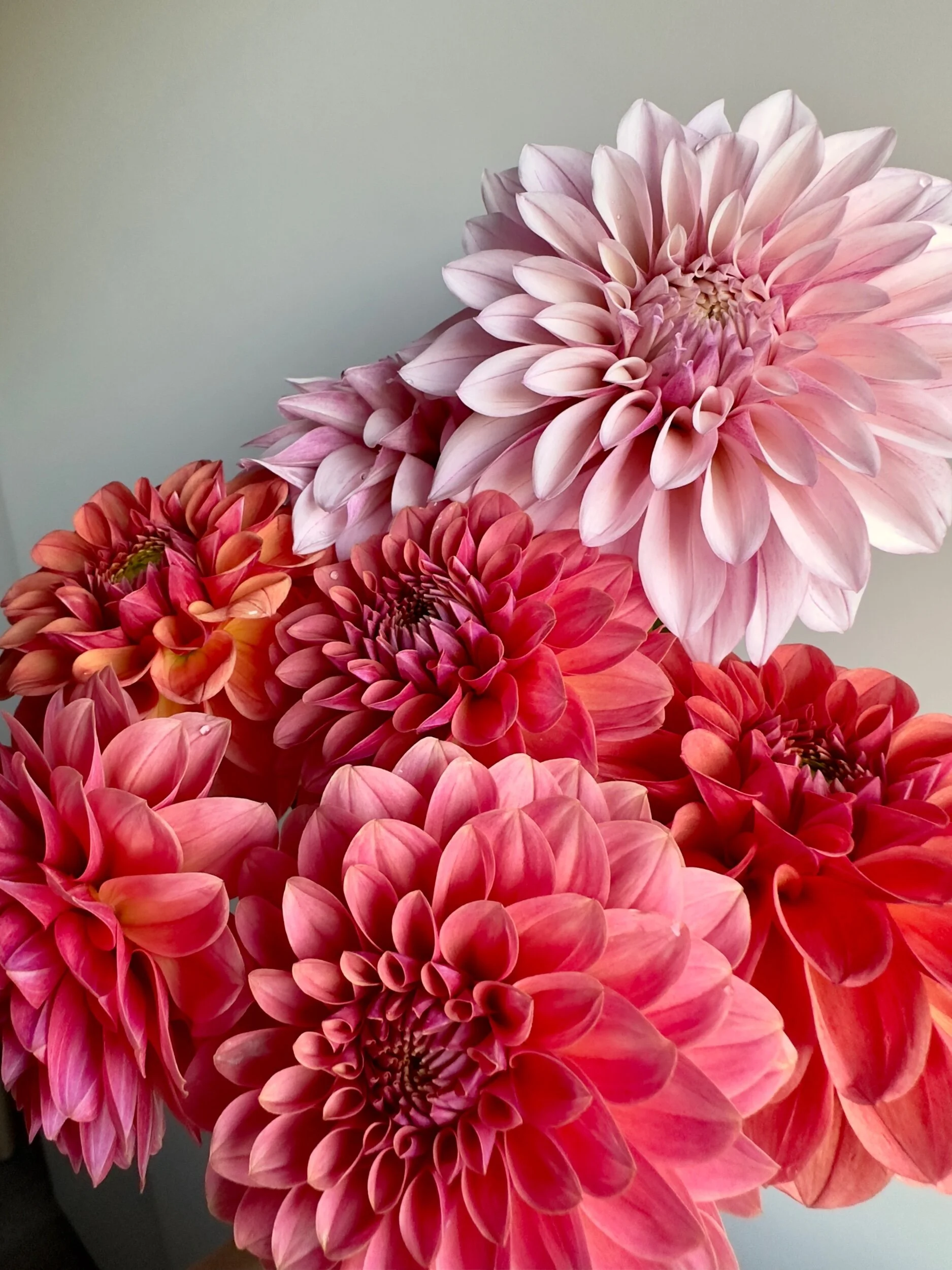 Unicorn dahlias in Canada — Summer’s Dream Garden