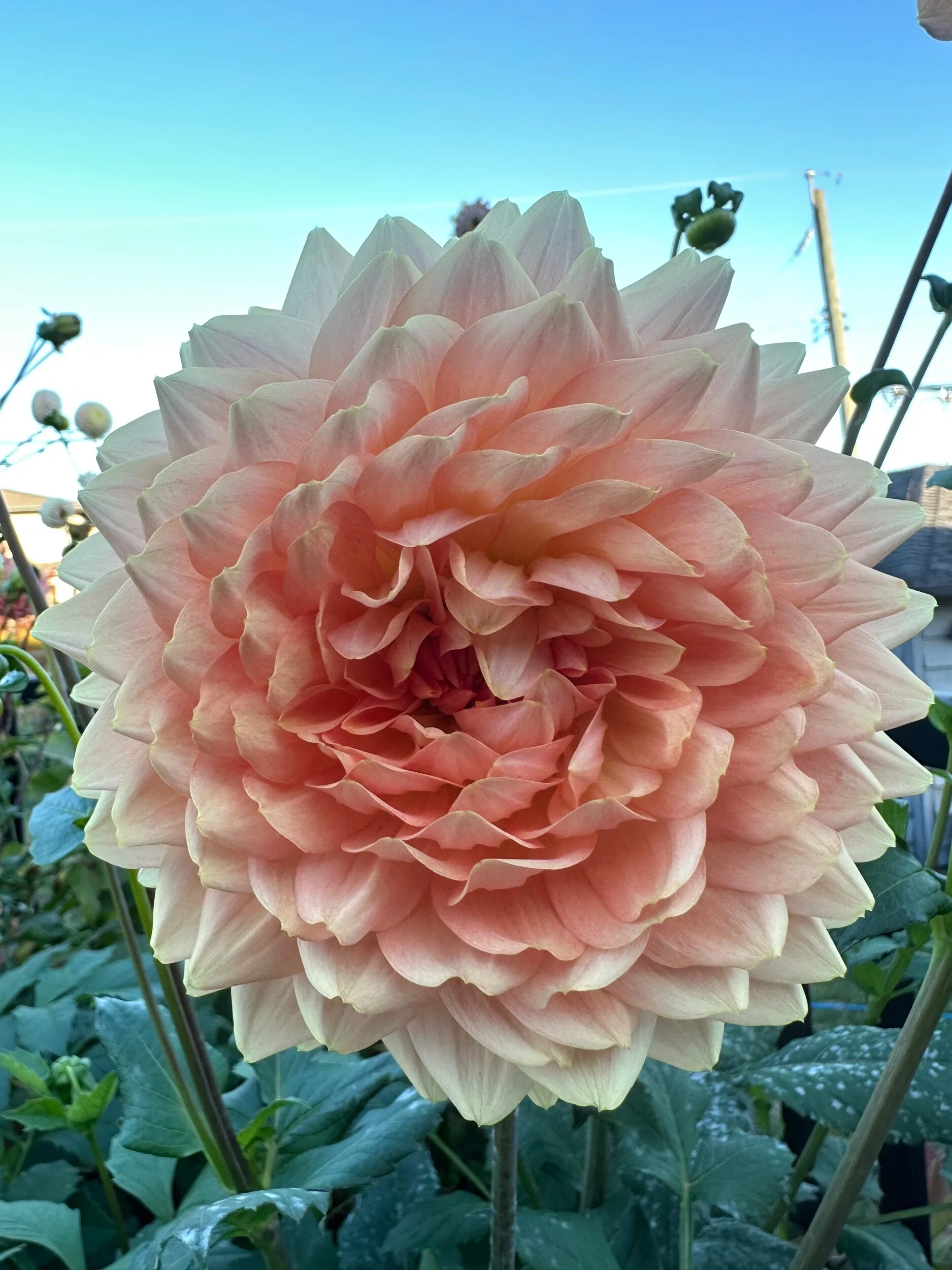 Unicorn dahlias in Canada — Summer’s Dream Garden