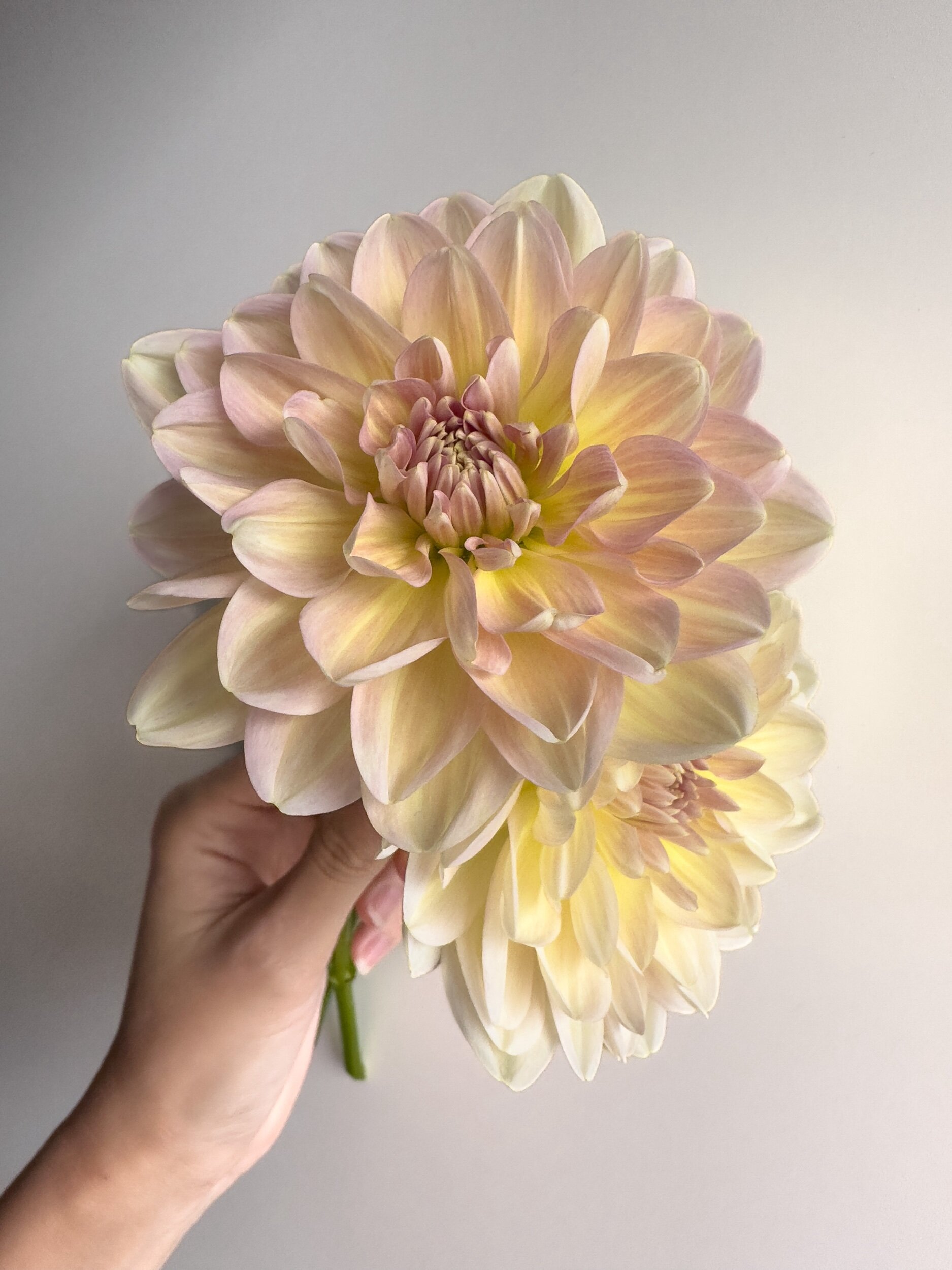 Unicorn dahlias in Canada — Summer’s Dream Garden