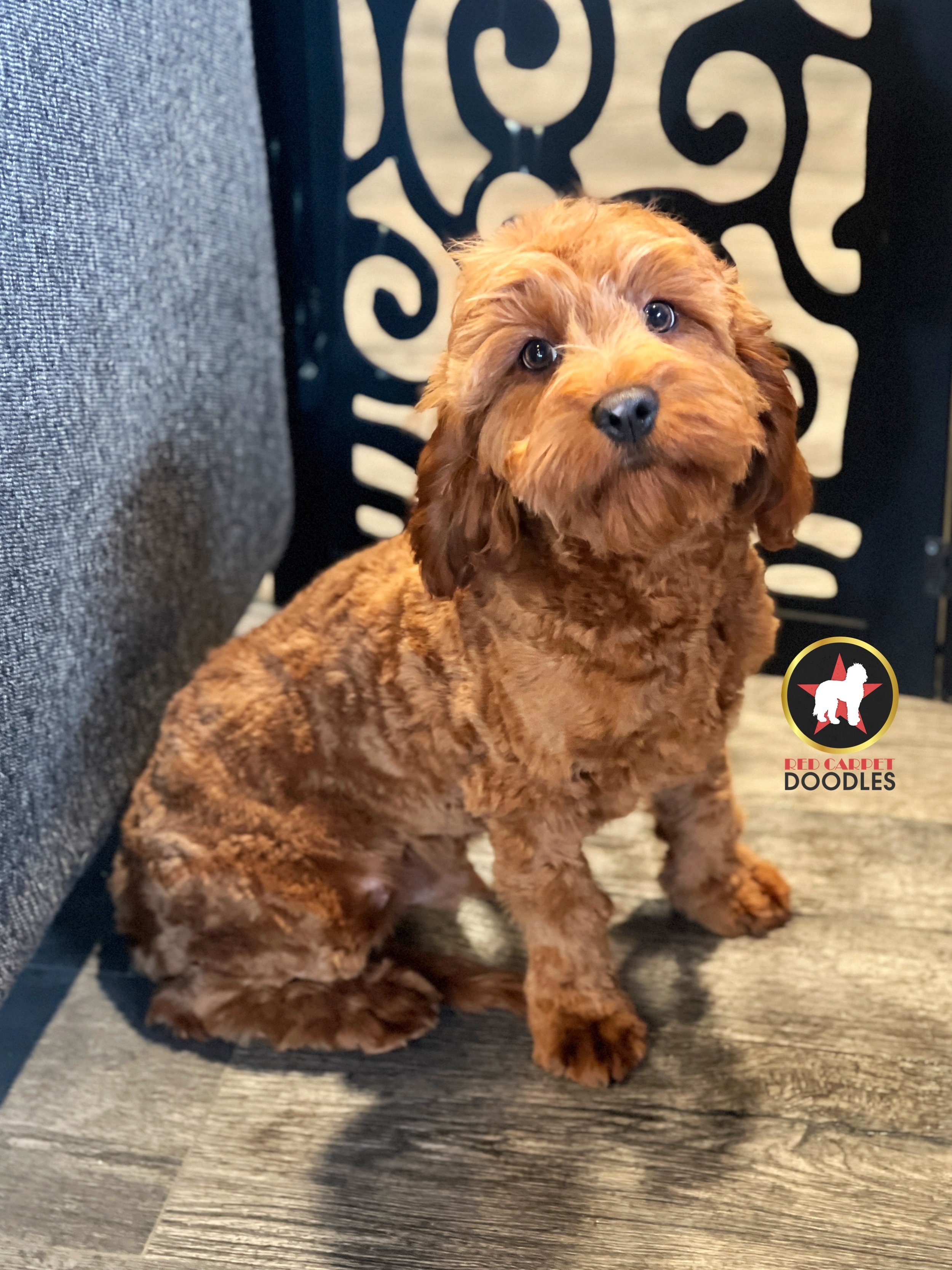 Find A Furry Family Member — Red Carpet Doodles