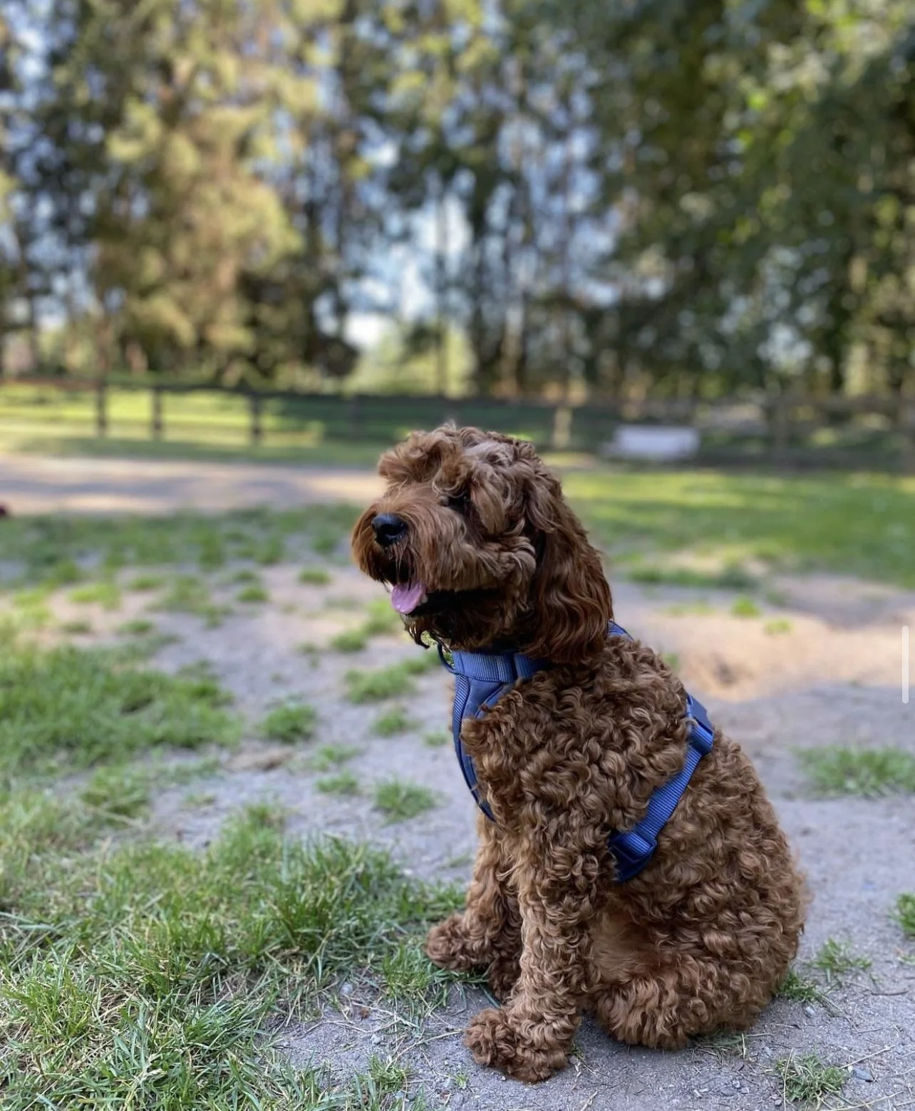 Meet Ariana — Red Carpet Doodles