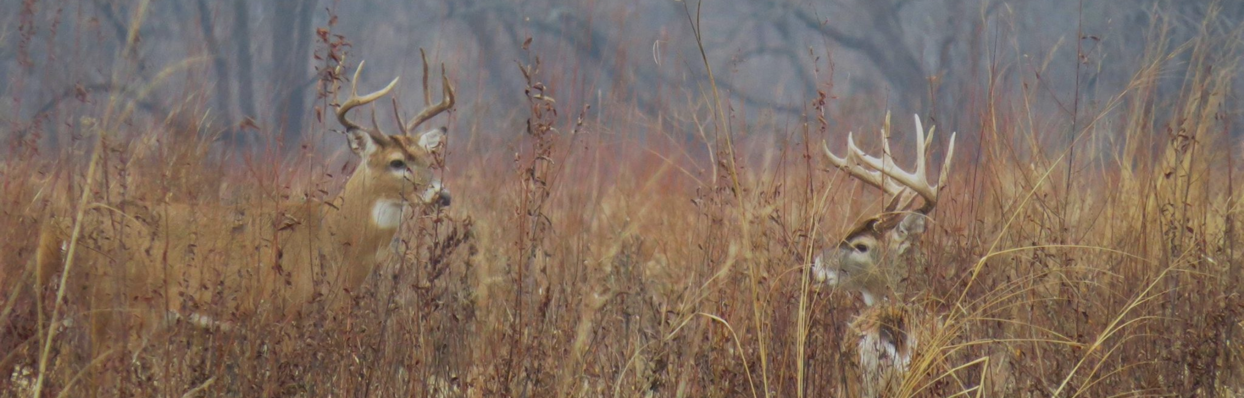 MUZZLELOADER — Sporting Lead-Free