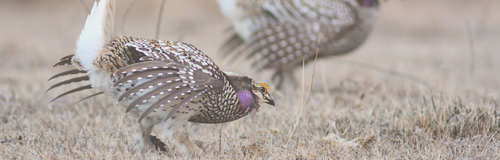 WHAT WE DO — Sporting Lead-Free