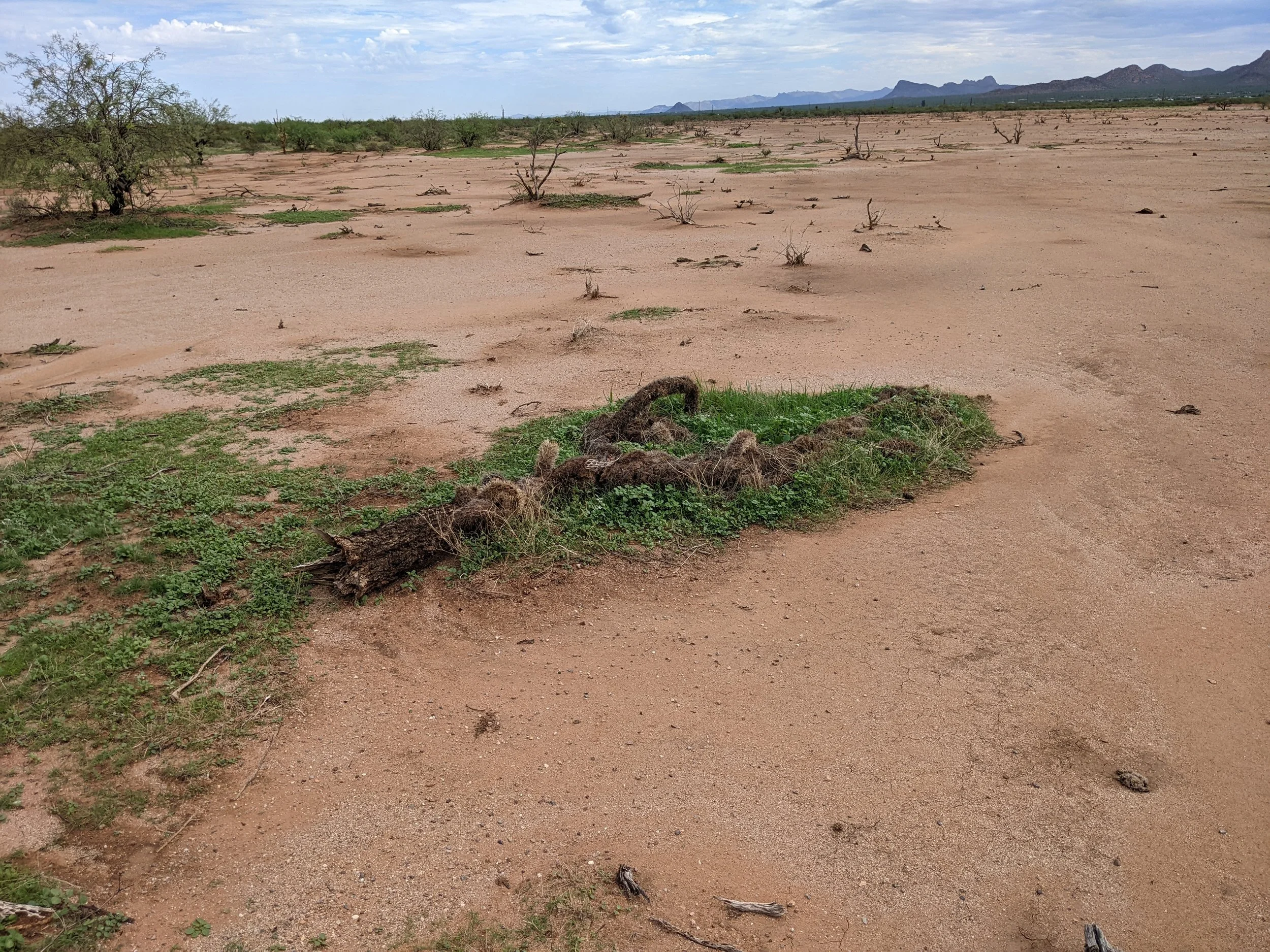 Brawley Wash Watershed Plan — Wilder Landscape Architects