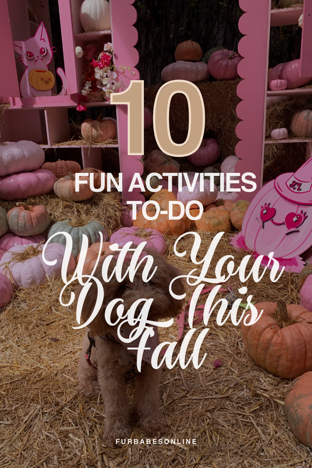 Fall Activities to Do With Your Dog | Fur Babes Online