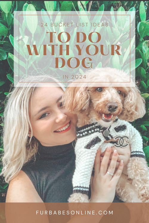 24 Dog-Friendly Bucket List Items for 2024 | Fur Babes Online