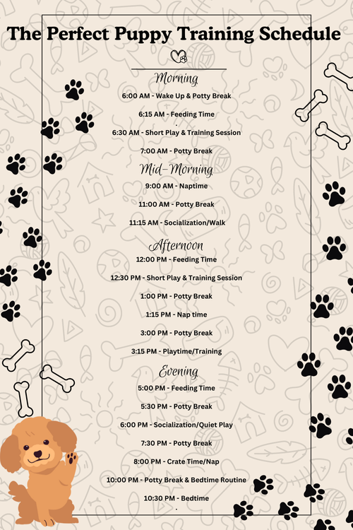 Puppy Training Schedule | Fur Babes Online